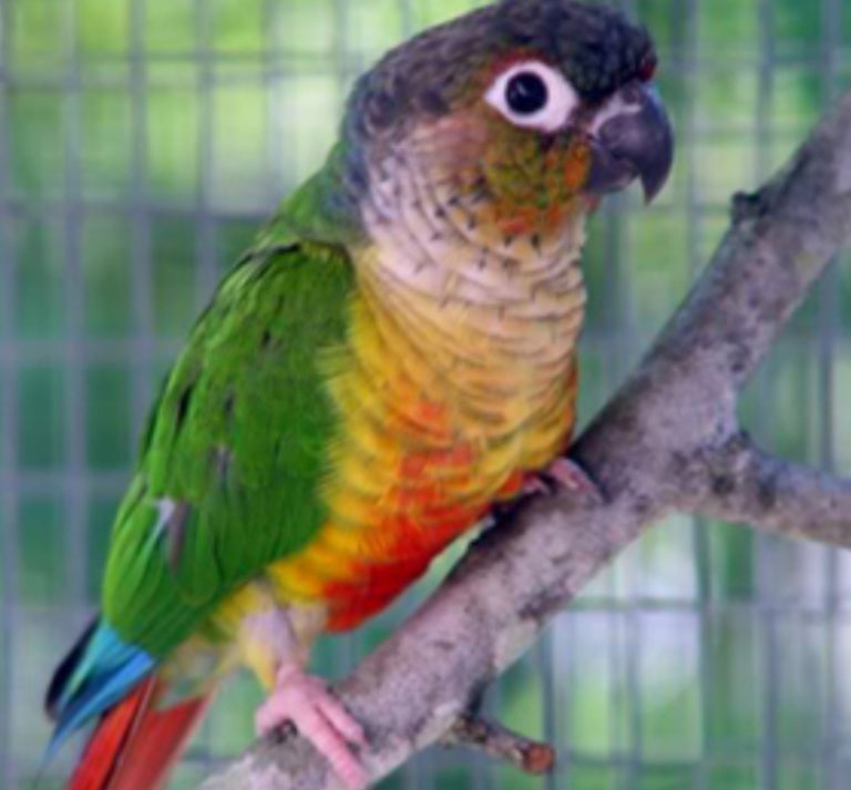 (17 août 2024) perdu conure yellow-sided à Sainte-Marthe-sur-le-Lac QC ...