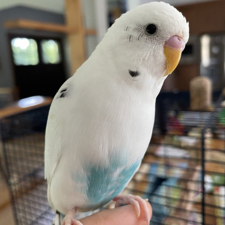 (21 sept. 2024) perdu perruche blanche et turquoise à Sainte-Anne-des ...