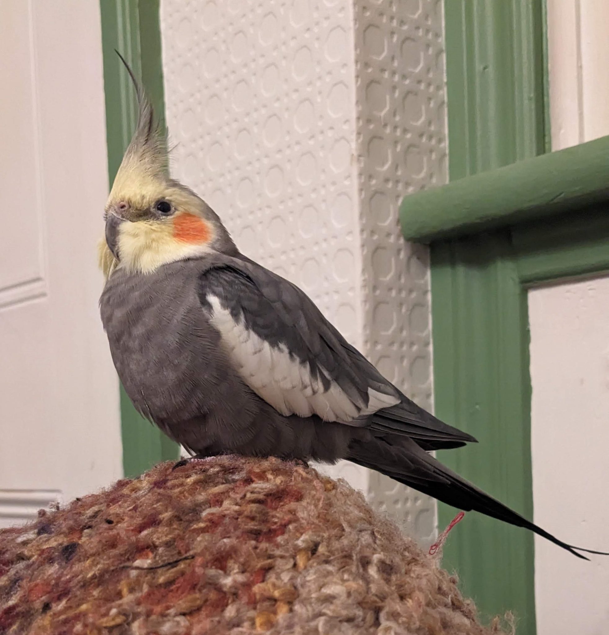 ADOPTION FA**** COCKATIEL STANDARD MÂLE *ADOPTÉ* - Perroquetsecours