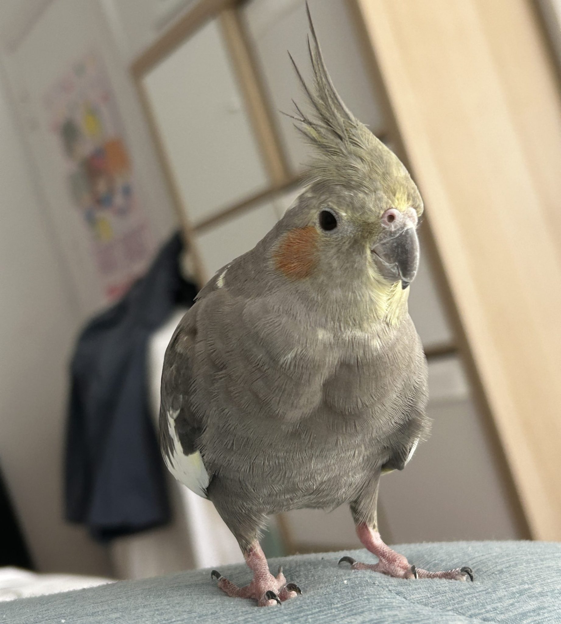 (02 oct. 2025) perdu cockatiel standard à Montréal QC - Perroquetsecours