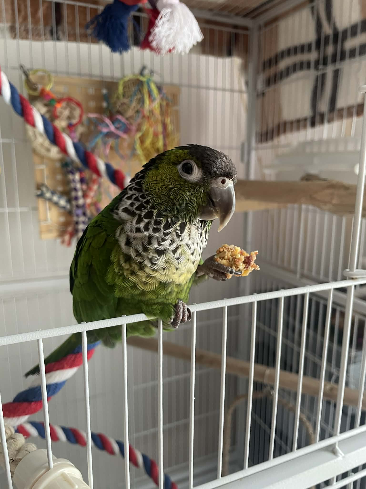 *REGISTRE* Pixel (conure) - Perroquetsecours